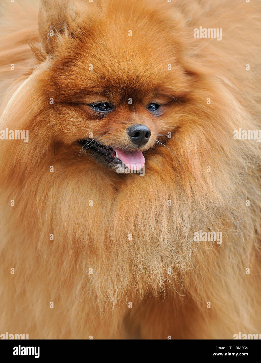 Fluffy brown dog hi-res stock photography and images - Alamy