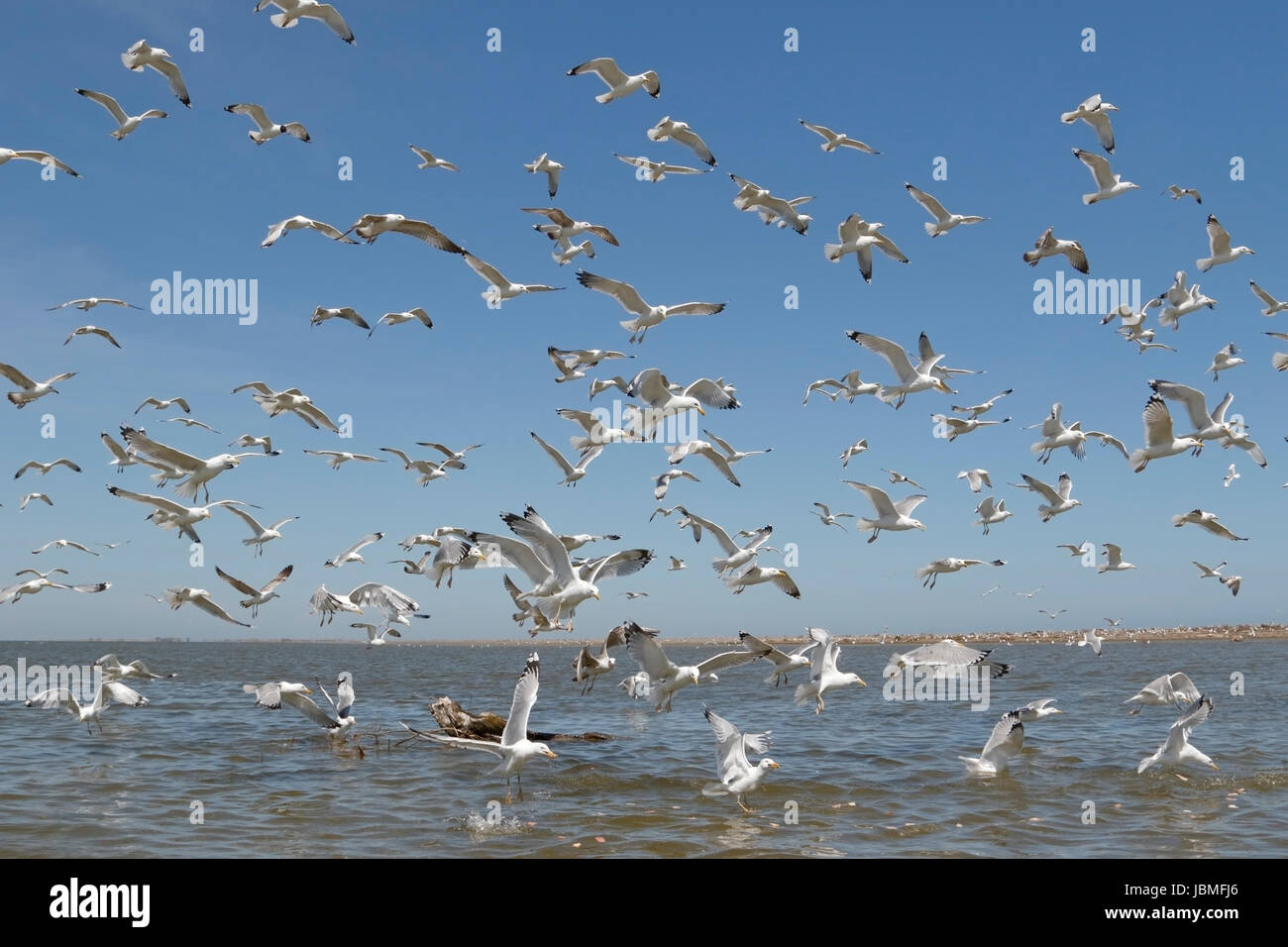Caspian gull ( Larus cachinnans) adult bird in flight over Black Sea ...