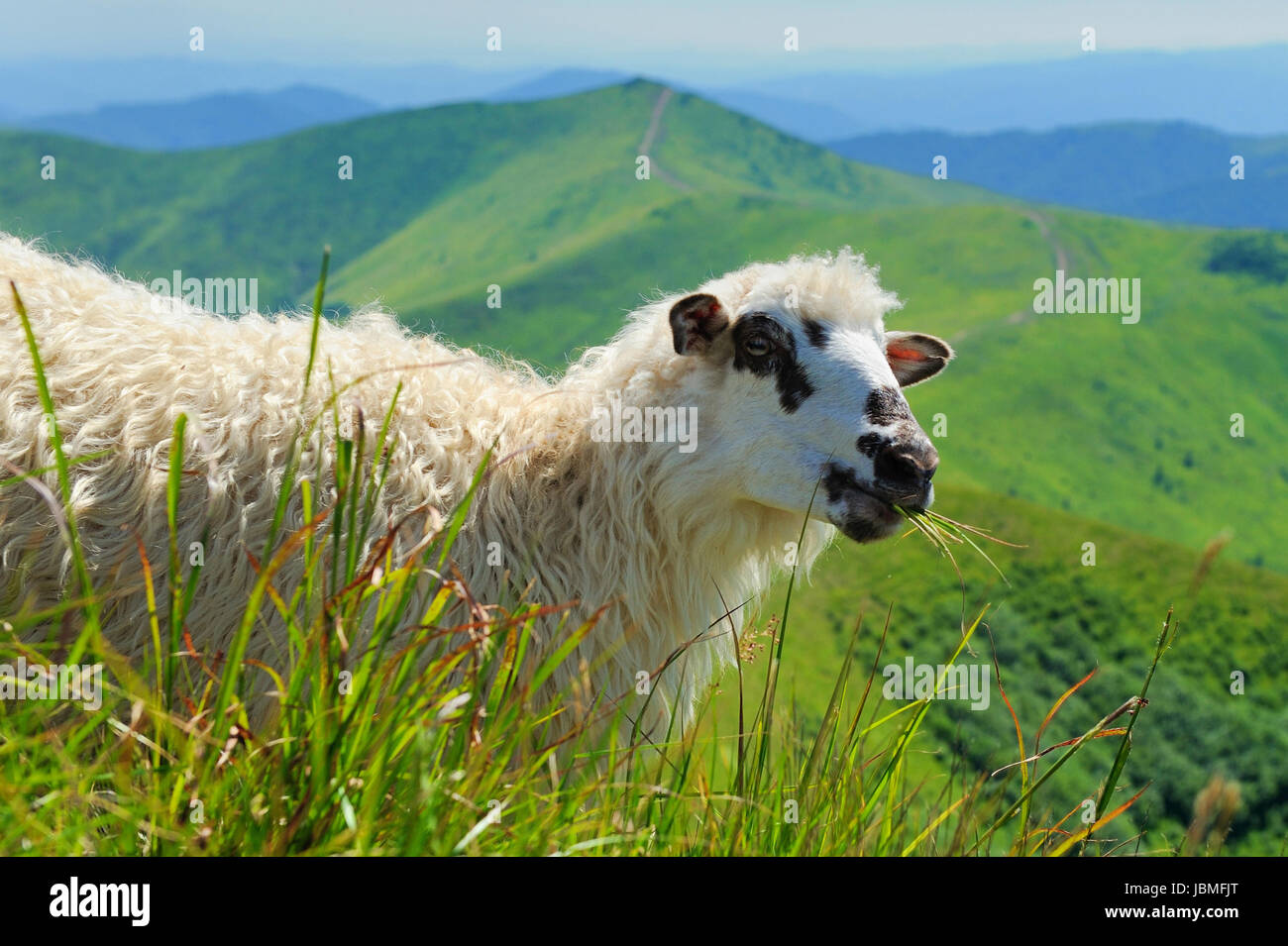 Flock of sheep in a mountain valley Stock Photo - Alamy