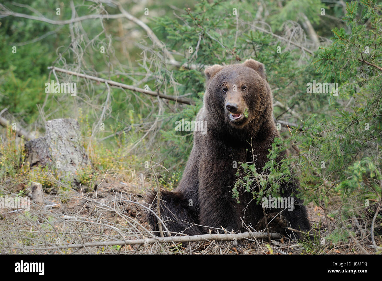 Bear in forest Stock Photo - Alamy