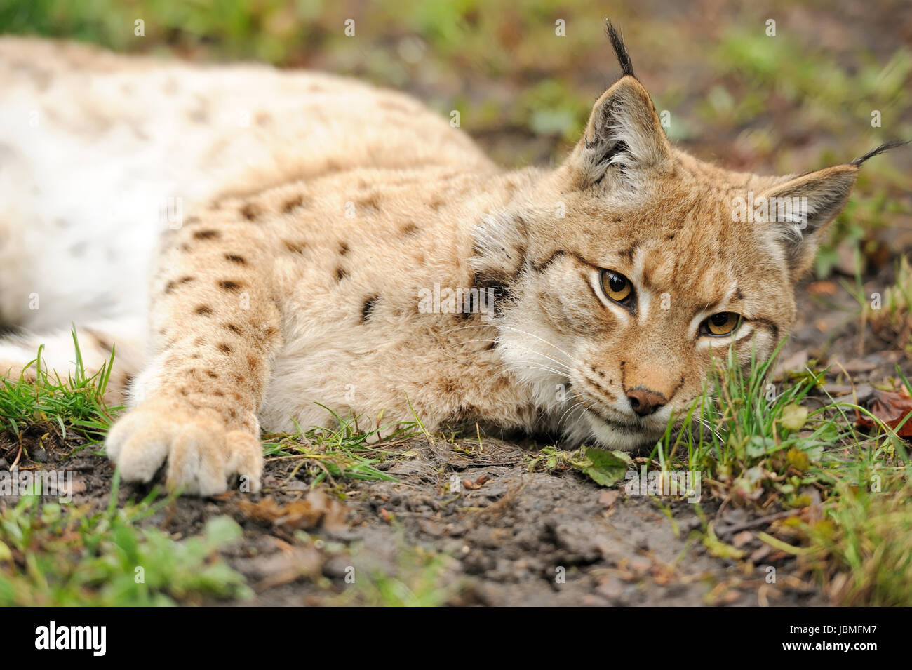 Angry lynx hi-res stock photography and images - Alamy