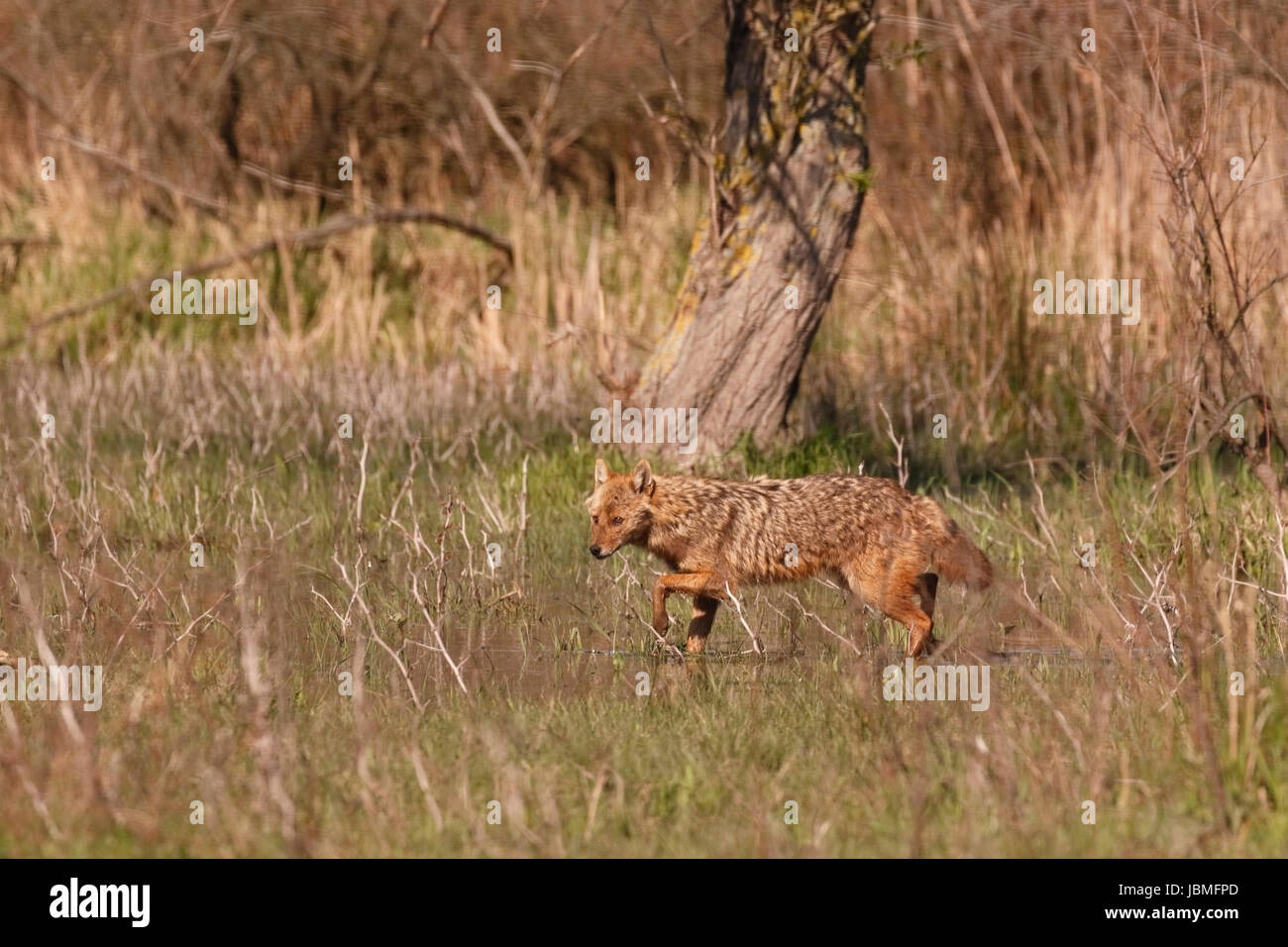 golden jackal (Canis aureus) adult walking in shallow water, Danube delta, Romania Stock Photo ...