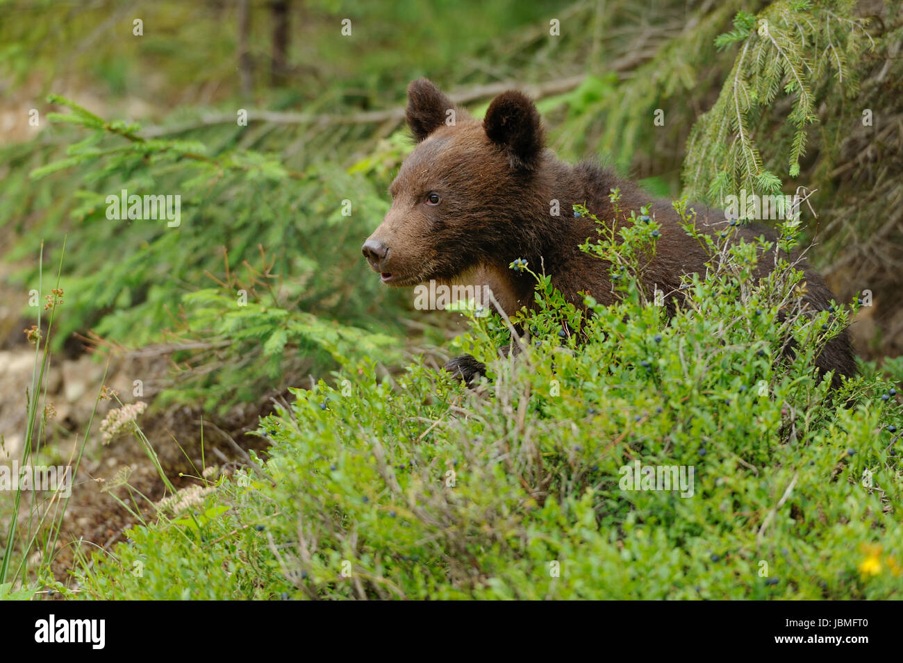 Black bear cub in forest hi-res stock photography and images - Alamy