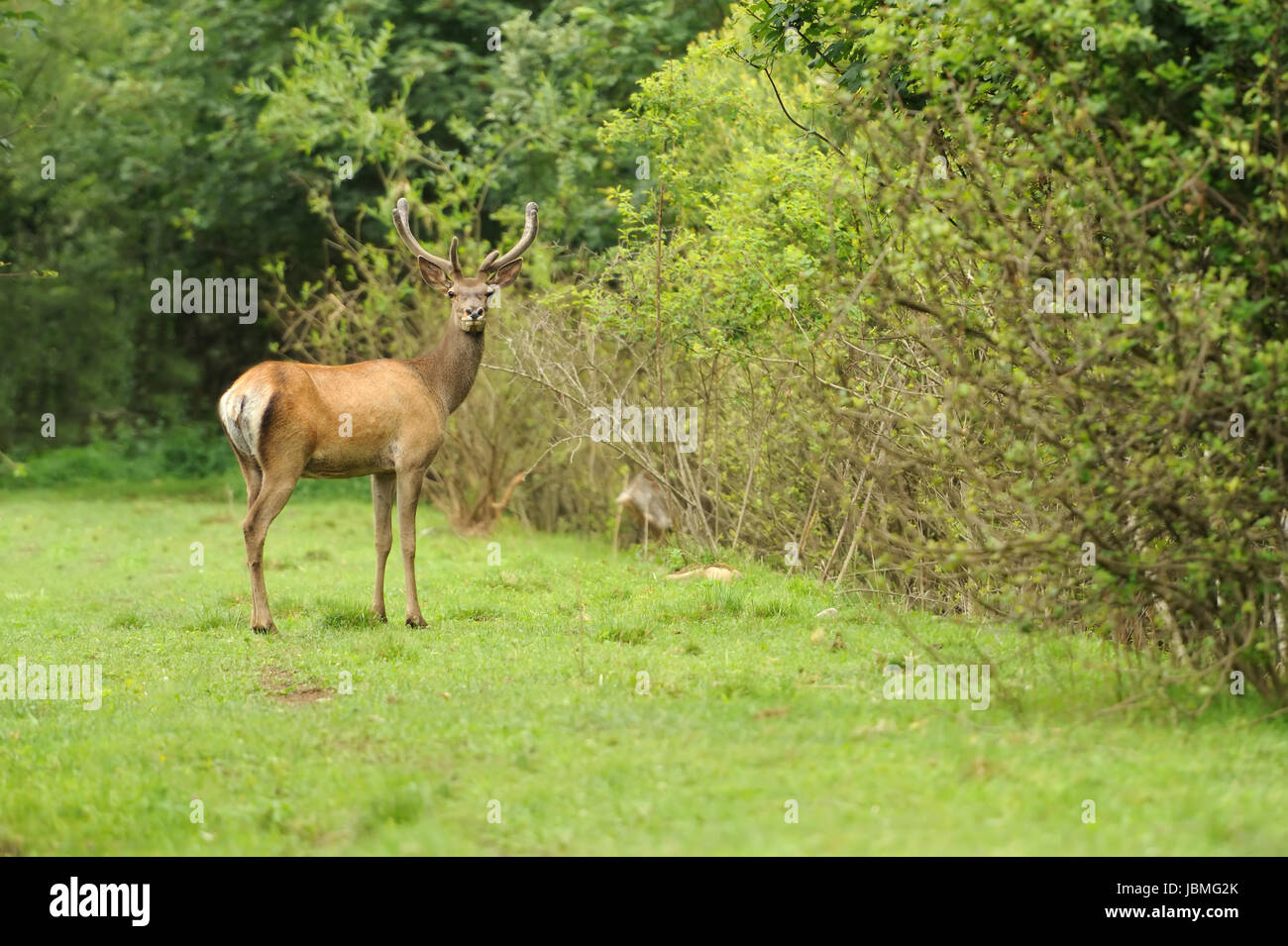 Wild red deer in nature Stock Photo - Alamy