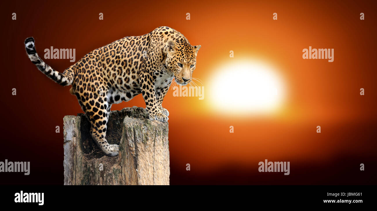 Leopard sitting on a tree on sunset background Stock Photo - Alamy