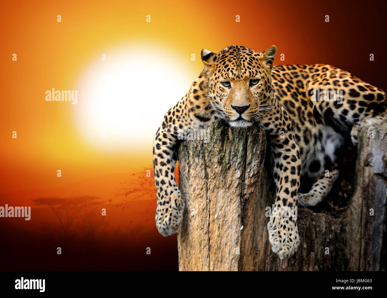 Leopard sitting on a tree Stock Photo - Alamy