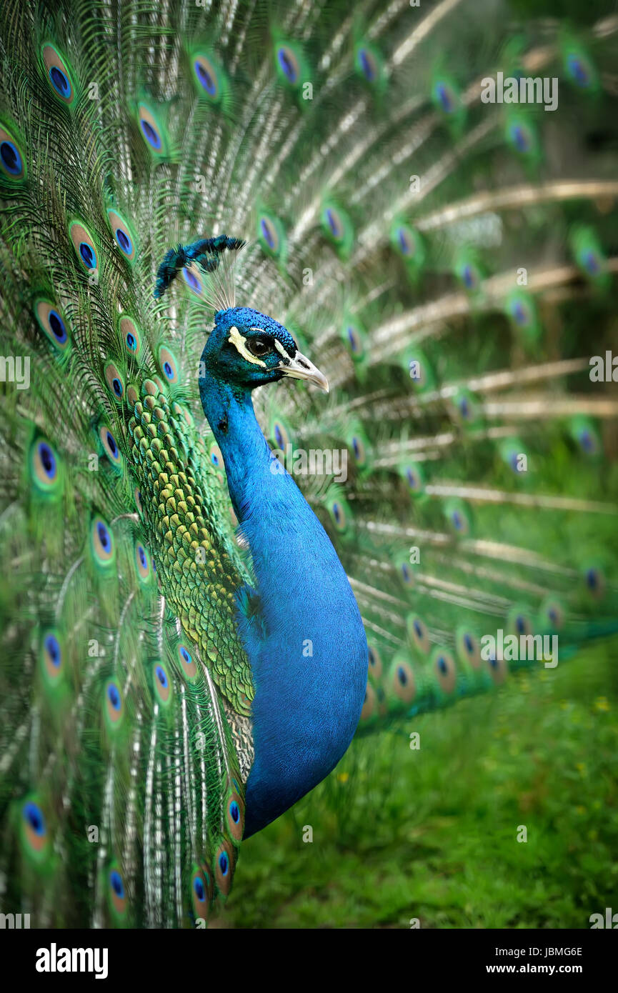 Portrait of beautiful peacock with feathers out Stock Photo - Alamy