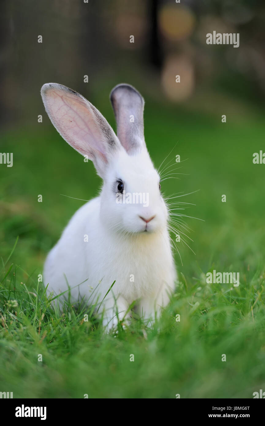 Summer garden rabbit hi-res stock photography and images - Alamy