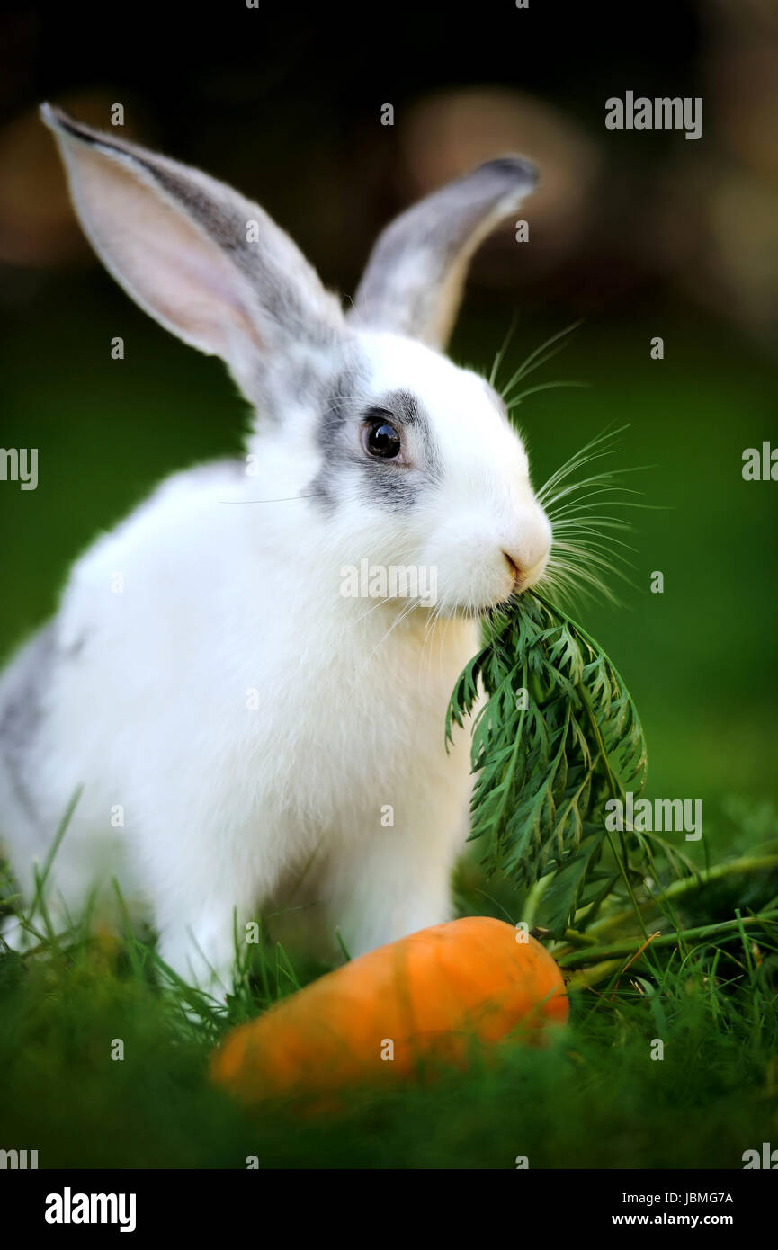 Summer garden rabbit hi-res stock photography and images - Alamy