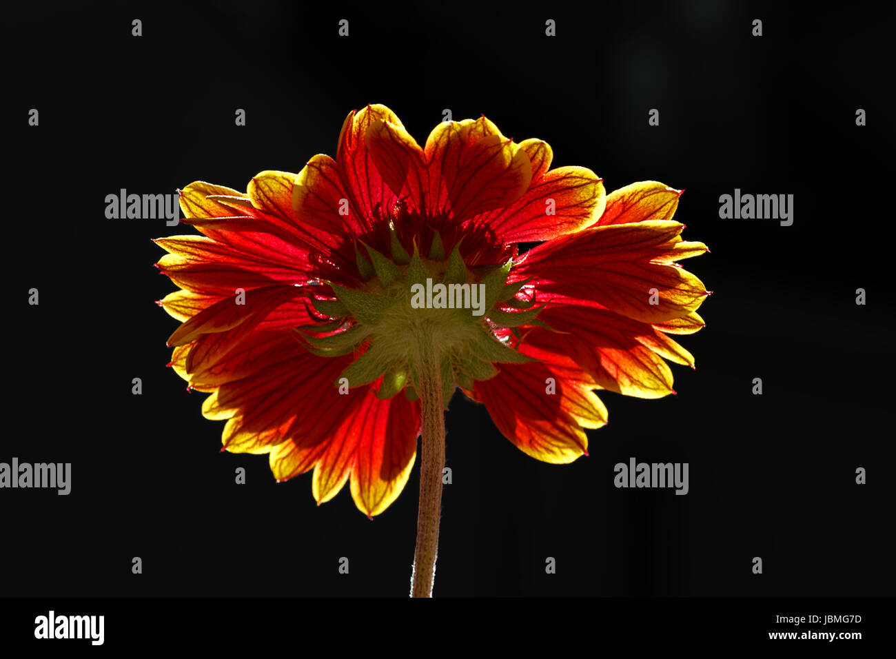 South African Daisy flower with black background Stock Photo - Alamy