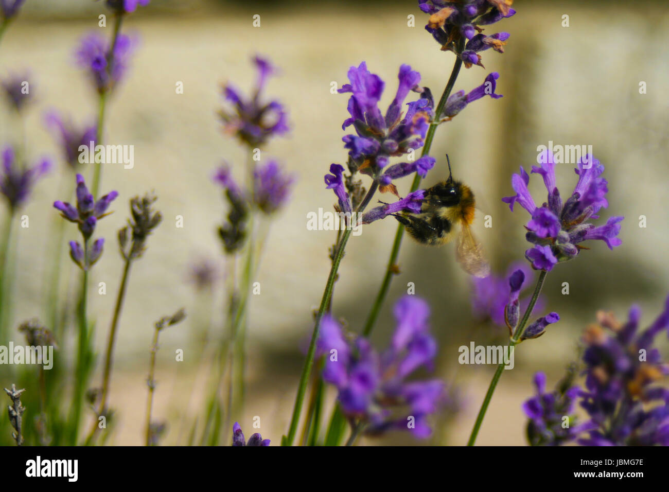 Bee searching lavender for nectar Stock Photo - Alamy
