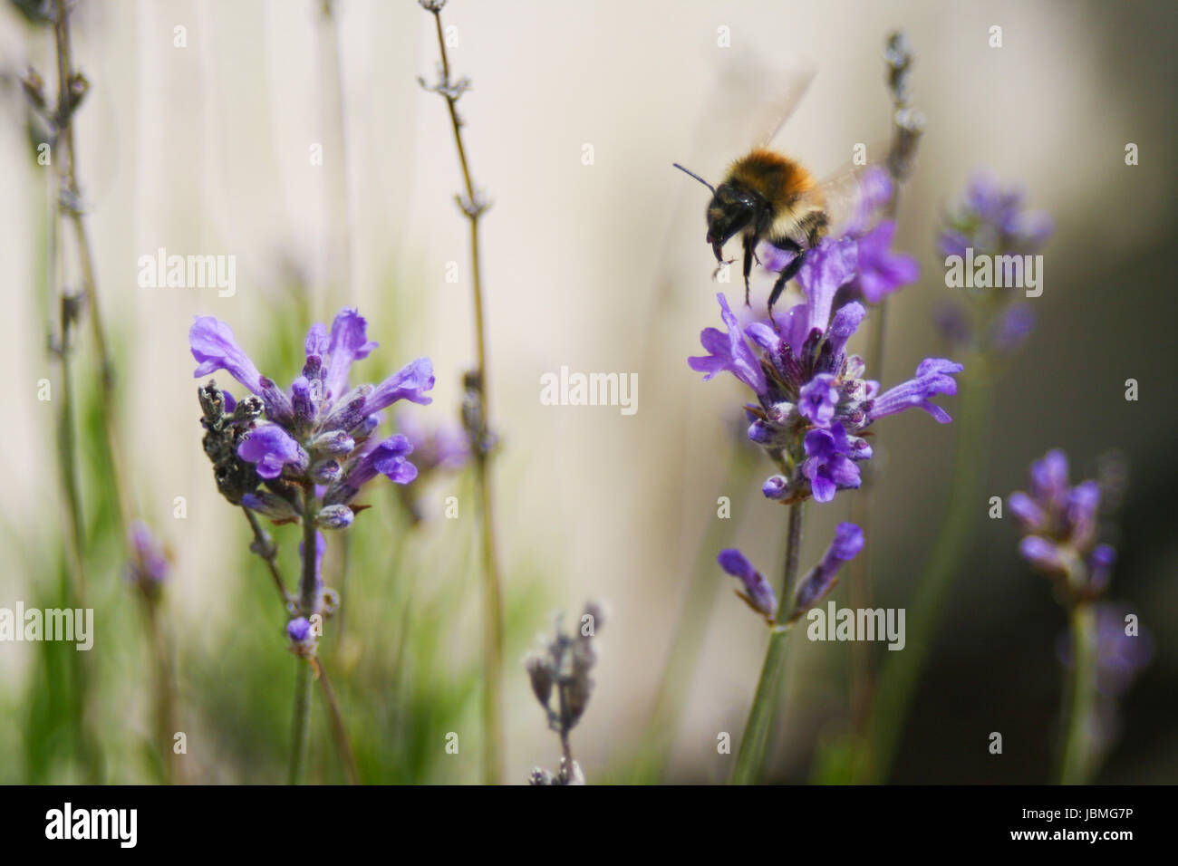 Bee searching lavender for nectar Stock Photo - Alamy