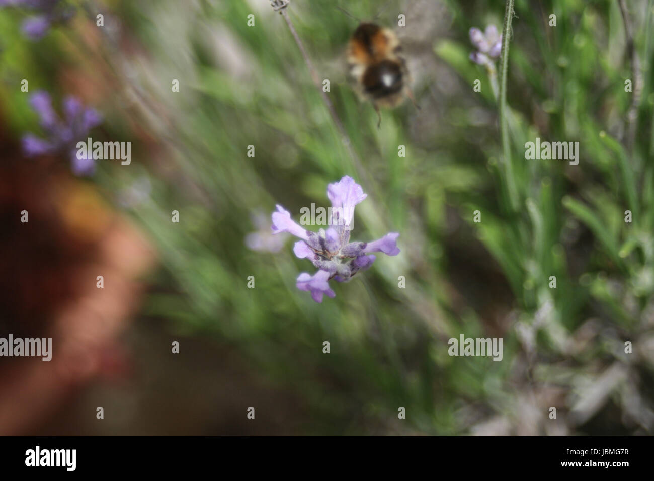 Bee searching lavender for nectar Stock Photo - Alamy