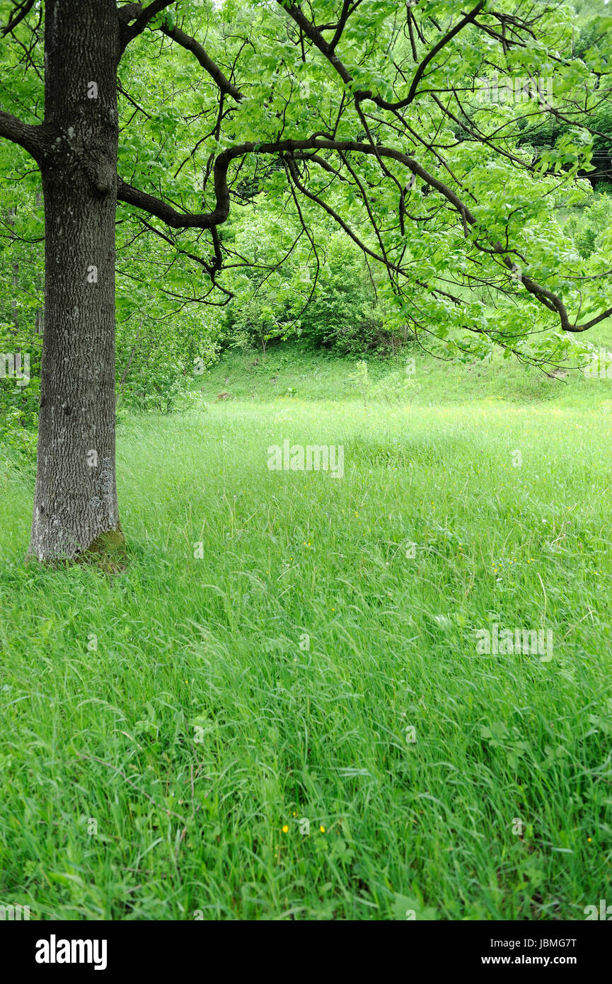 Spring meadow with big tree with fresh green leaves Stock Photo - Alamy