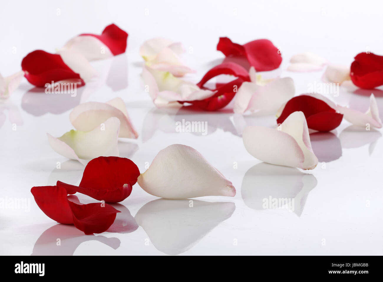 Lots of rose petals over white background Stock Photo - Alamy