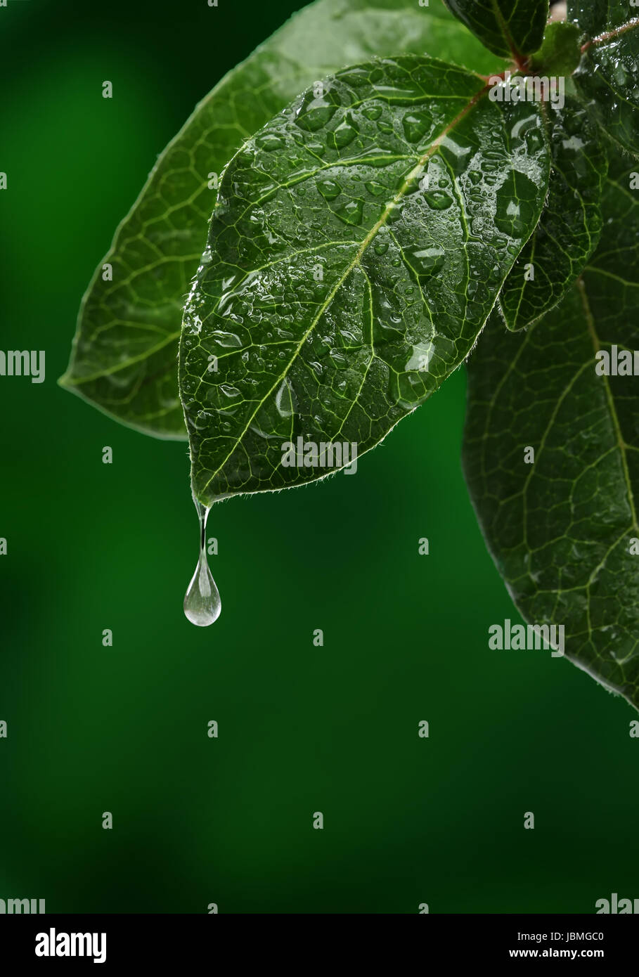 Fresh leaf with water drop falling. Natural background Stock Photo - Alamy