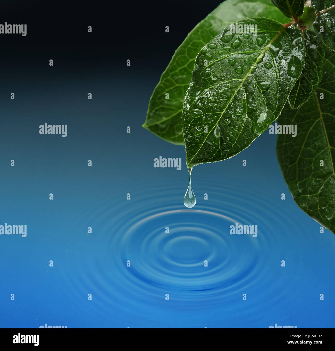 Green leaf with water drop falling. Blue waves Stock Photo - Alamy