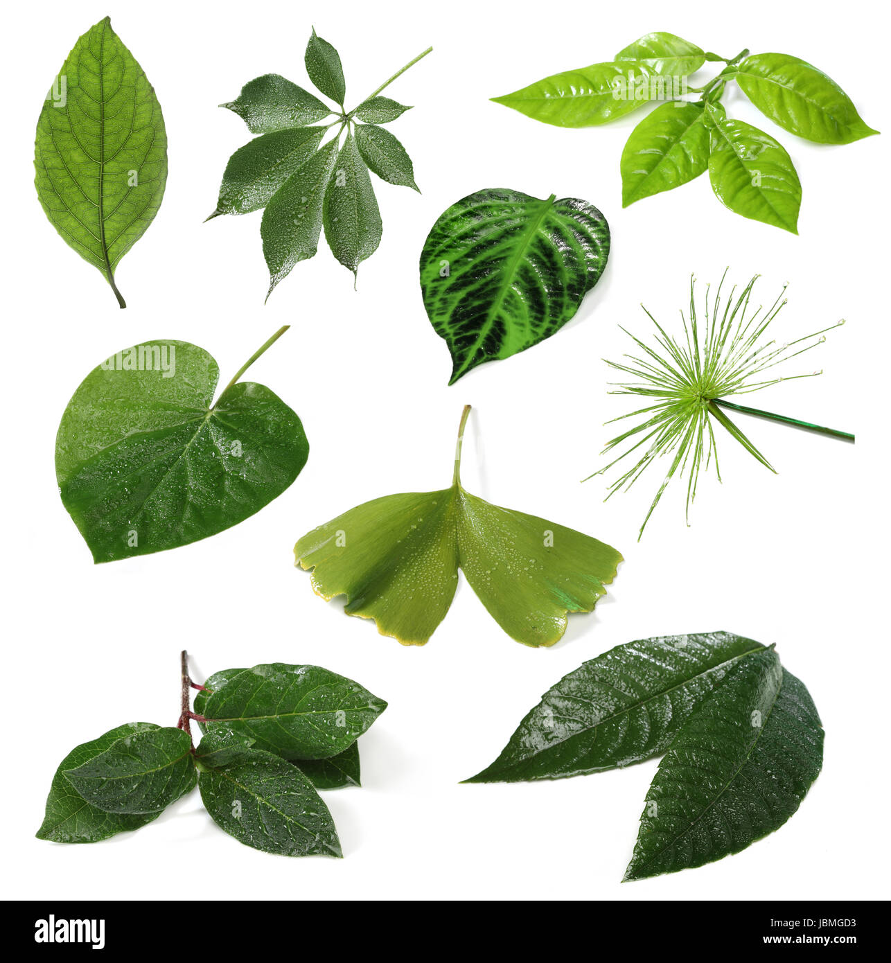 Collection of differents leaves on white background Stock Photo - Alamy