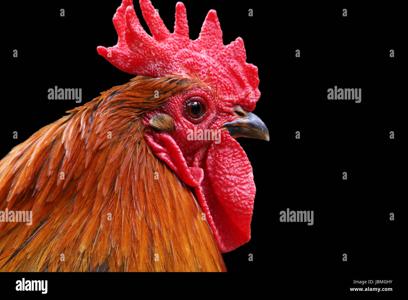 portrait house hahn against black background Stock Photo - Alamy