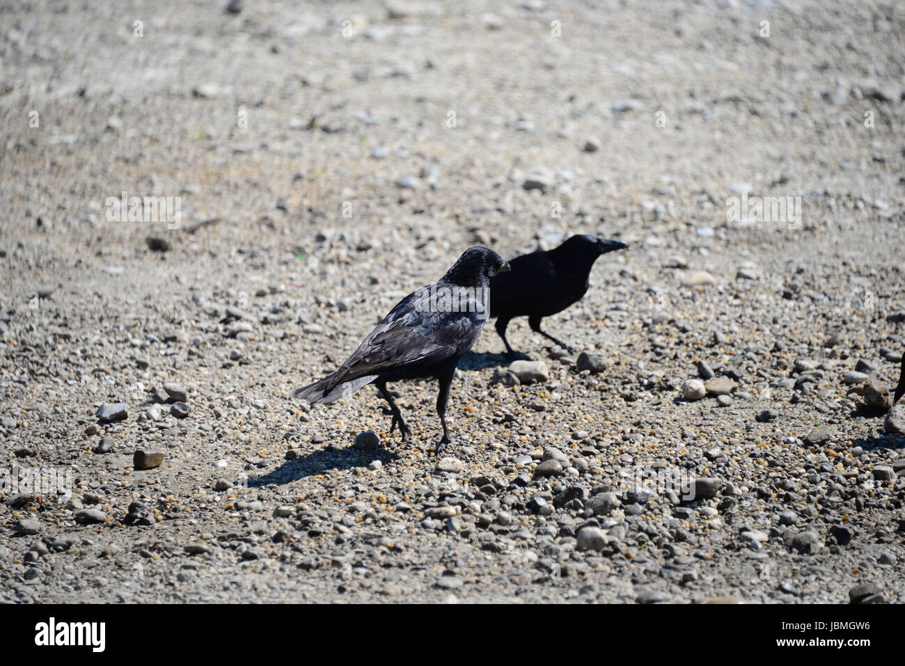 Crown crows hi-res stock photography and images - Alamy