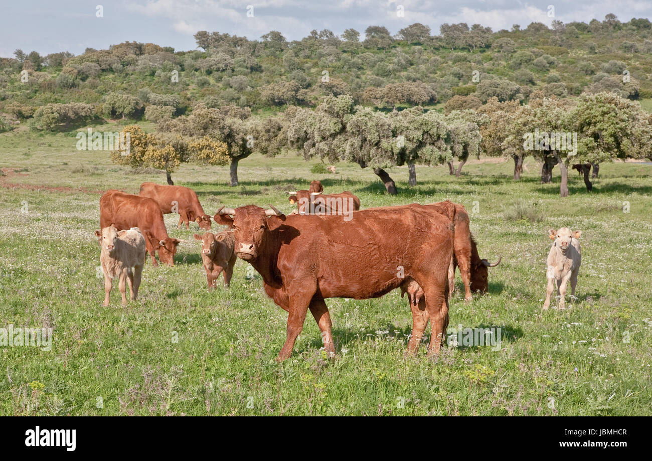 Herd of cows in the vicinity of the Sierra de Alor, Badajoz, Spain ...