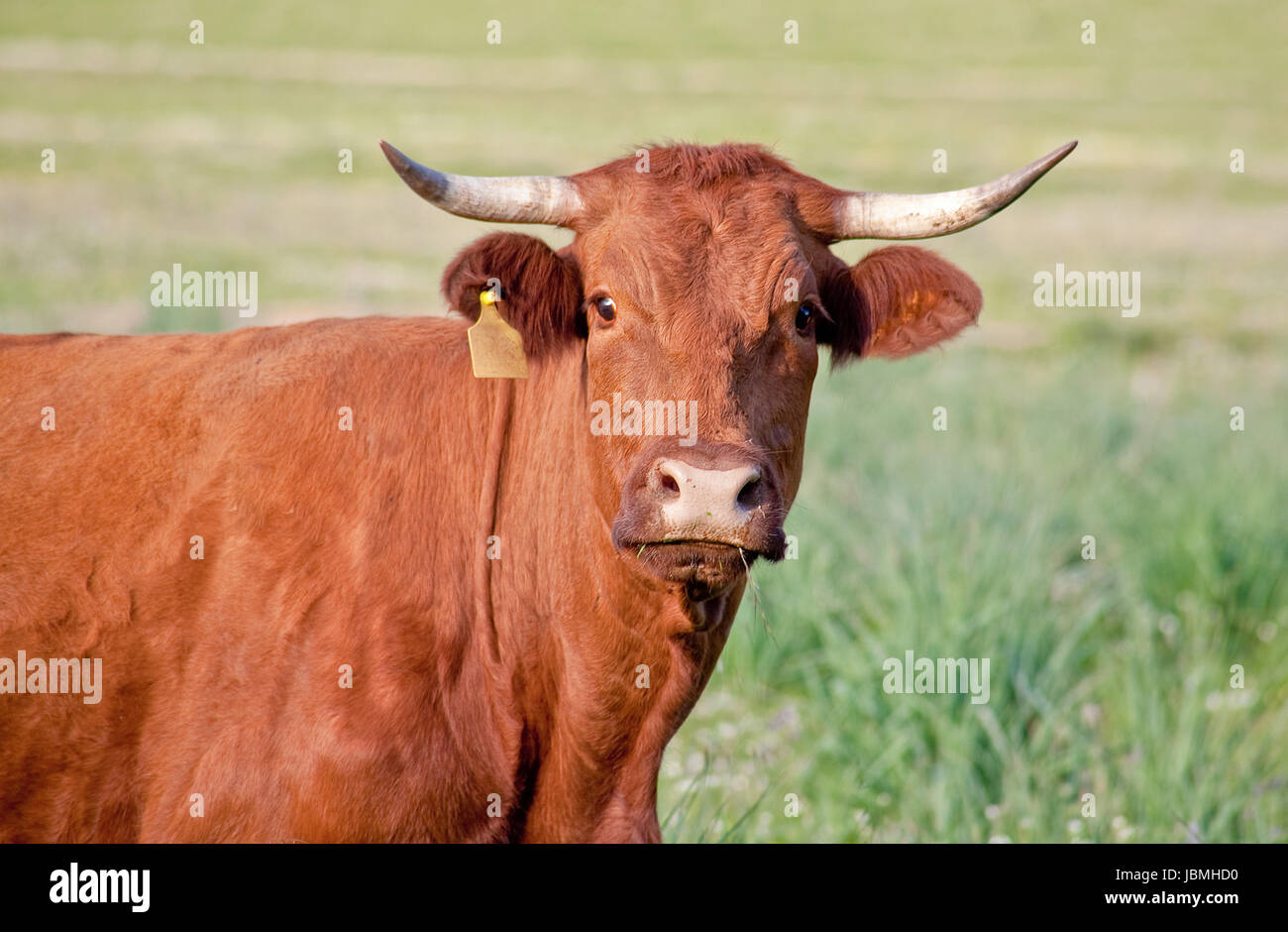 Red danish cattle hi-res stock photography and images - Alamy