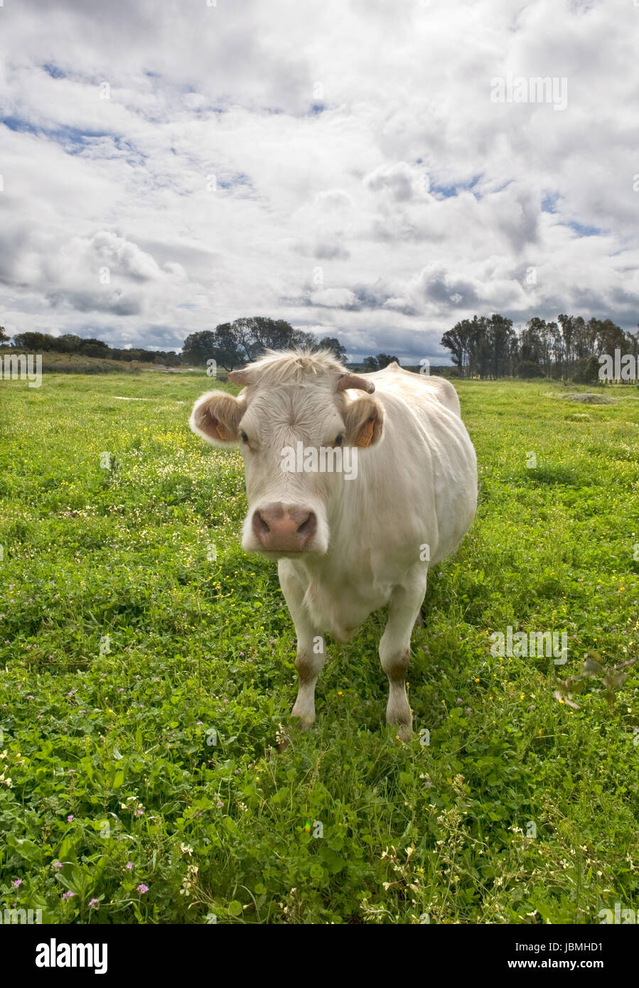 Charolais cattle are a beef breed of cattle (Bos taurus) which ...
