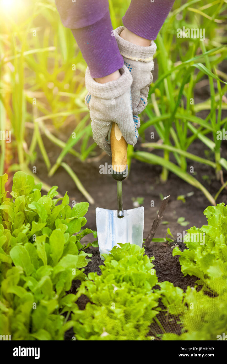Closeup photo of woman digging with hand shovel at garden at sunny day ...