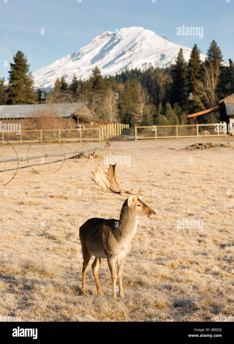 A young male Elk Buck stays close to engage with photographer Stock ...