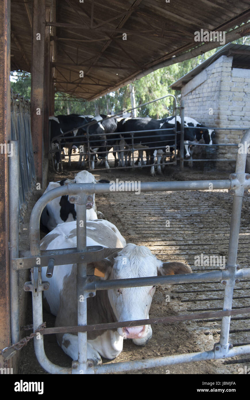 bred cattle for milking and slaughter Stock Photo - Alamy