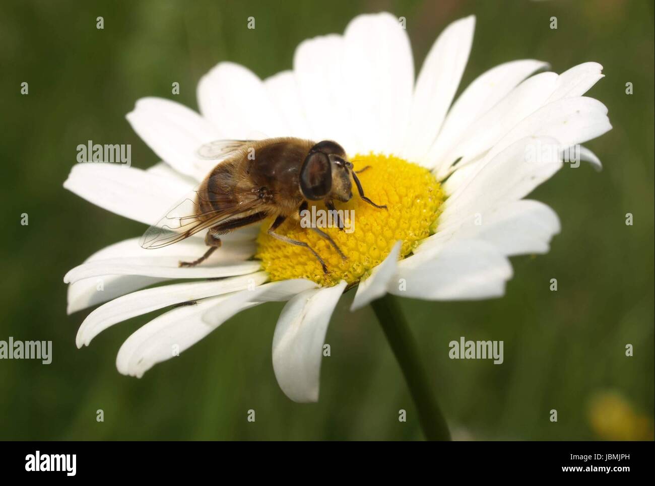 illusion field of vision Stock Photo - Alamy