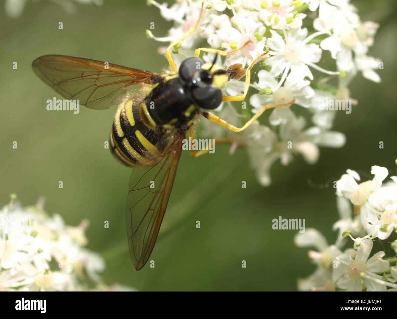 illusion field of vision Stock Photo - Alamy