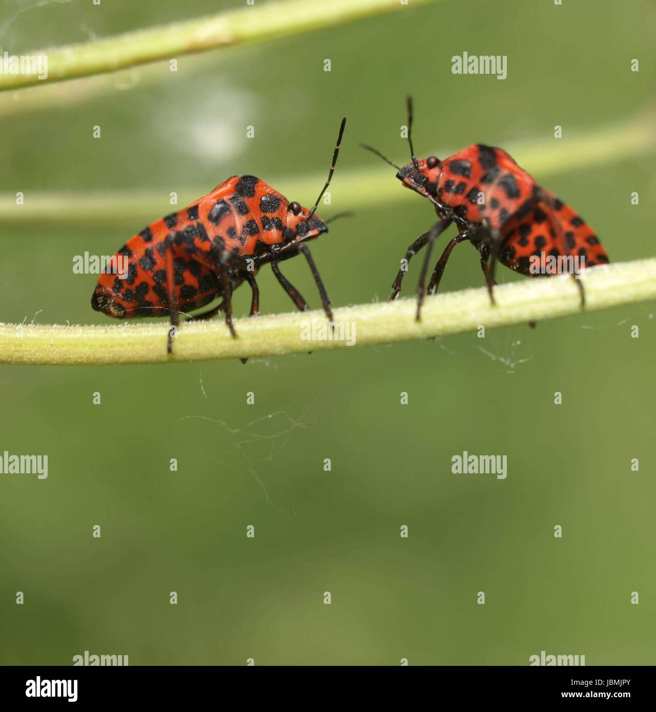 Strip bug (graphosoma lineatum) hi-res stock photography and images - Alamy
