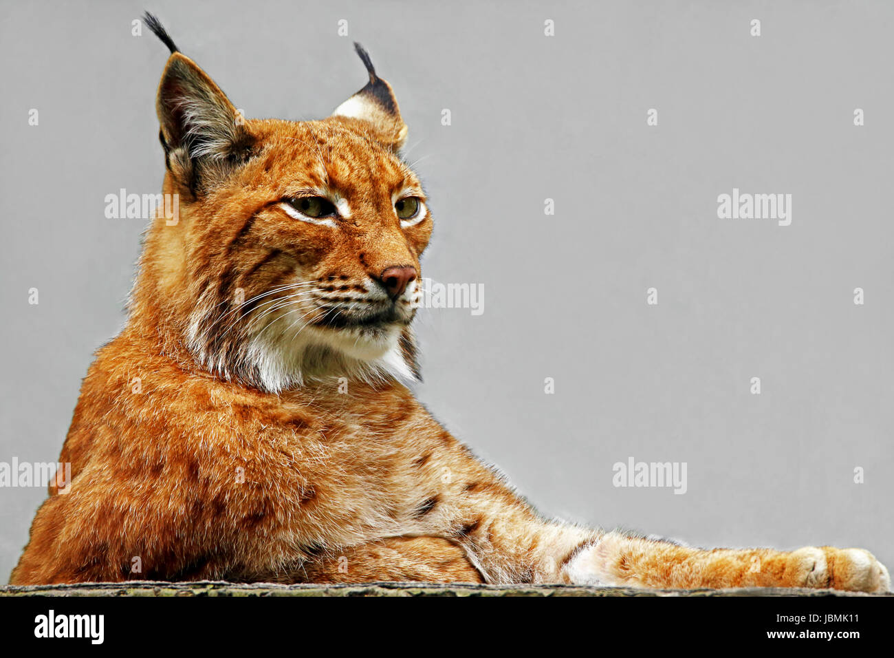Native lynx hi-res stock photography and images - Alamy