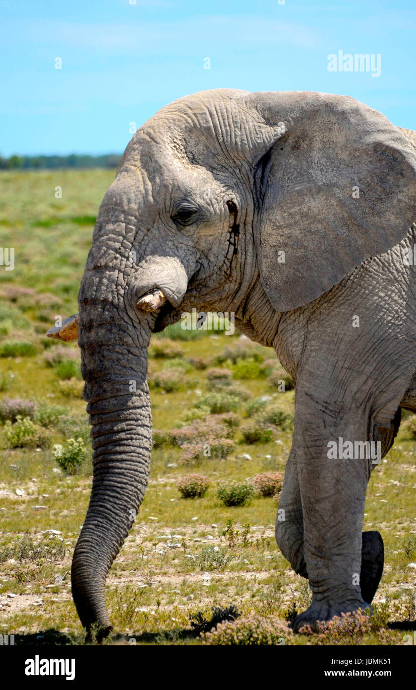 An old bull elephant walking in the plains of Etosha Stock Photo - Alamy