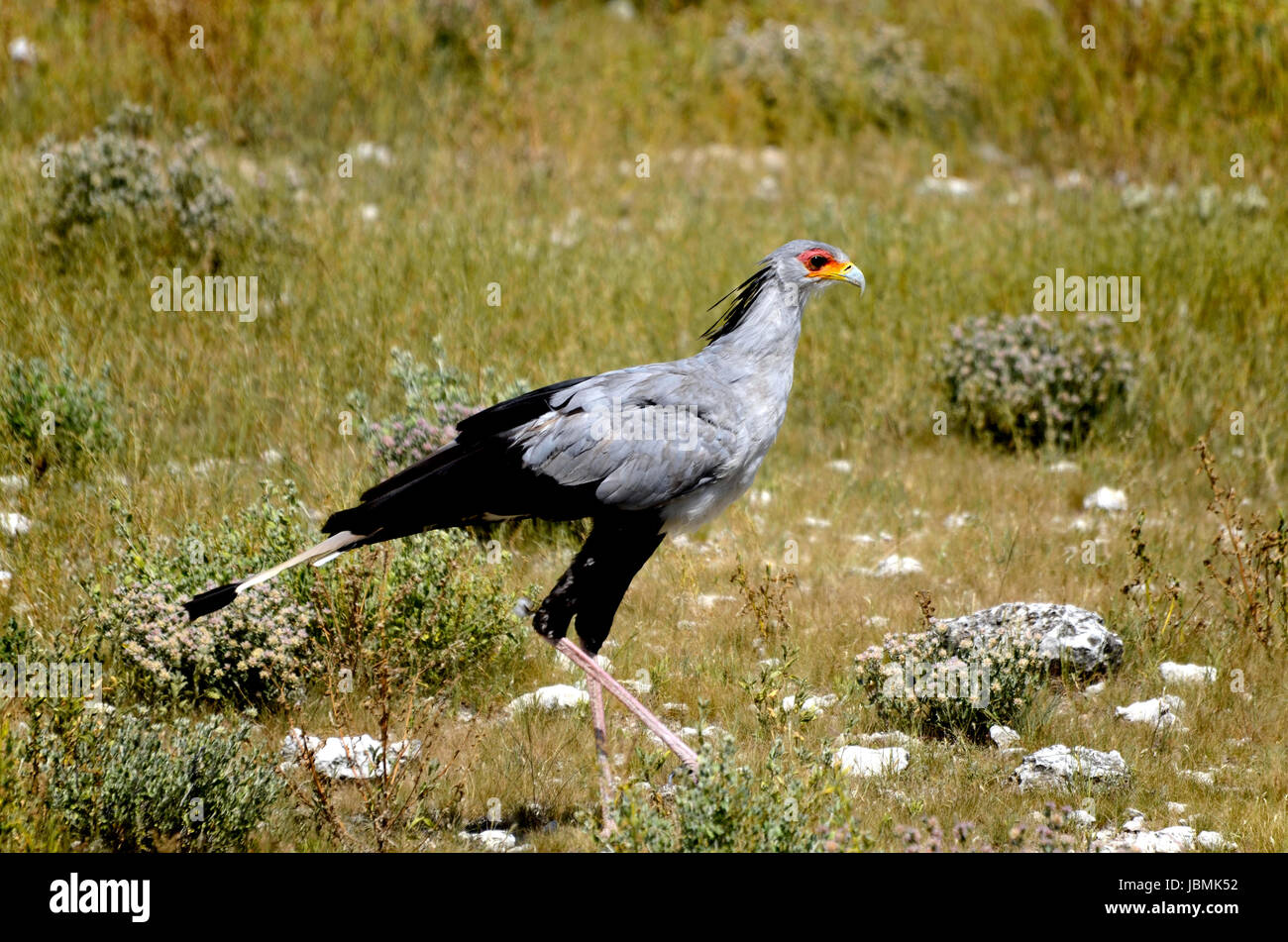 Terrestrial bird hi-res stock photography and images - Alamy
