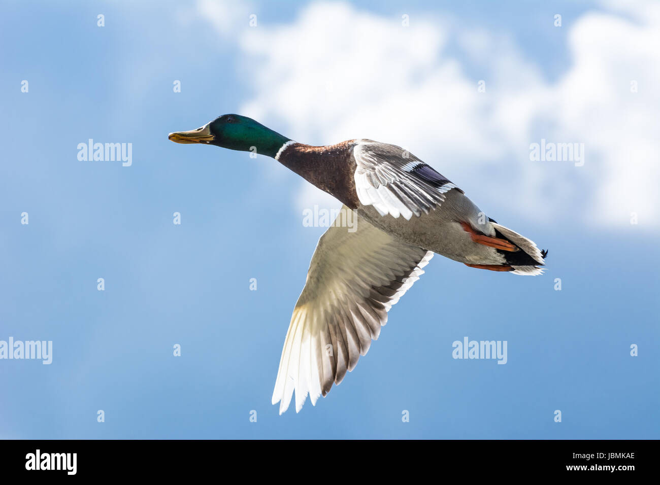Duck flying high in the sky Stock Photo - Alamy