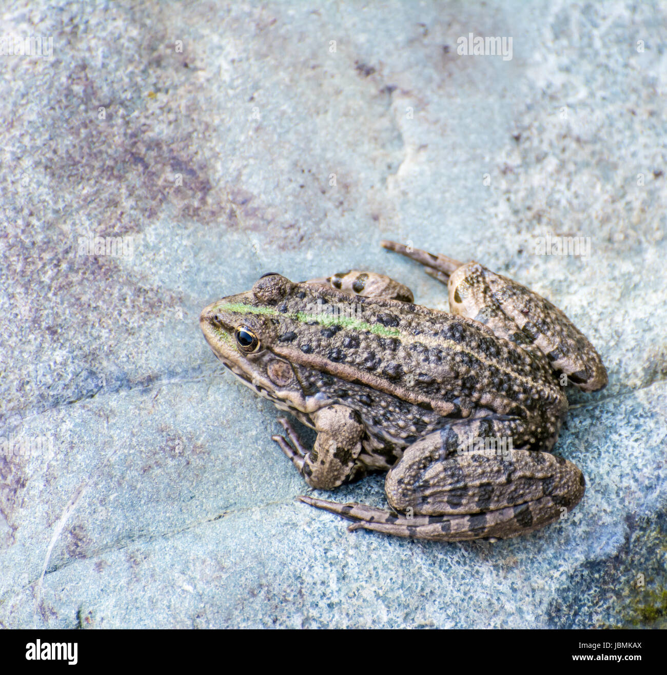 Frog sitting on a stone Stock Photo - Alamy