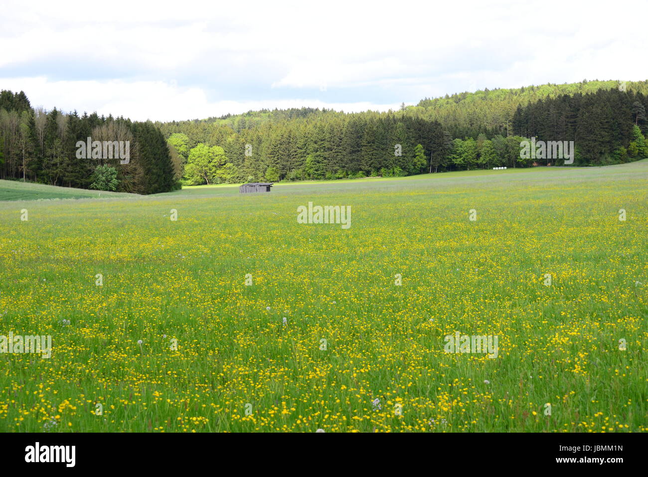 pust flower on the meadow Stock Photo - Alamy