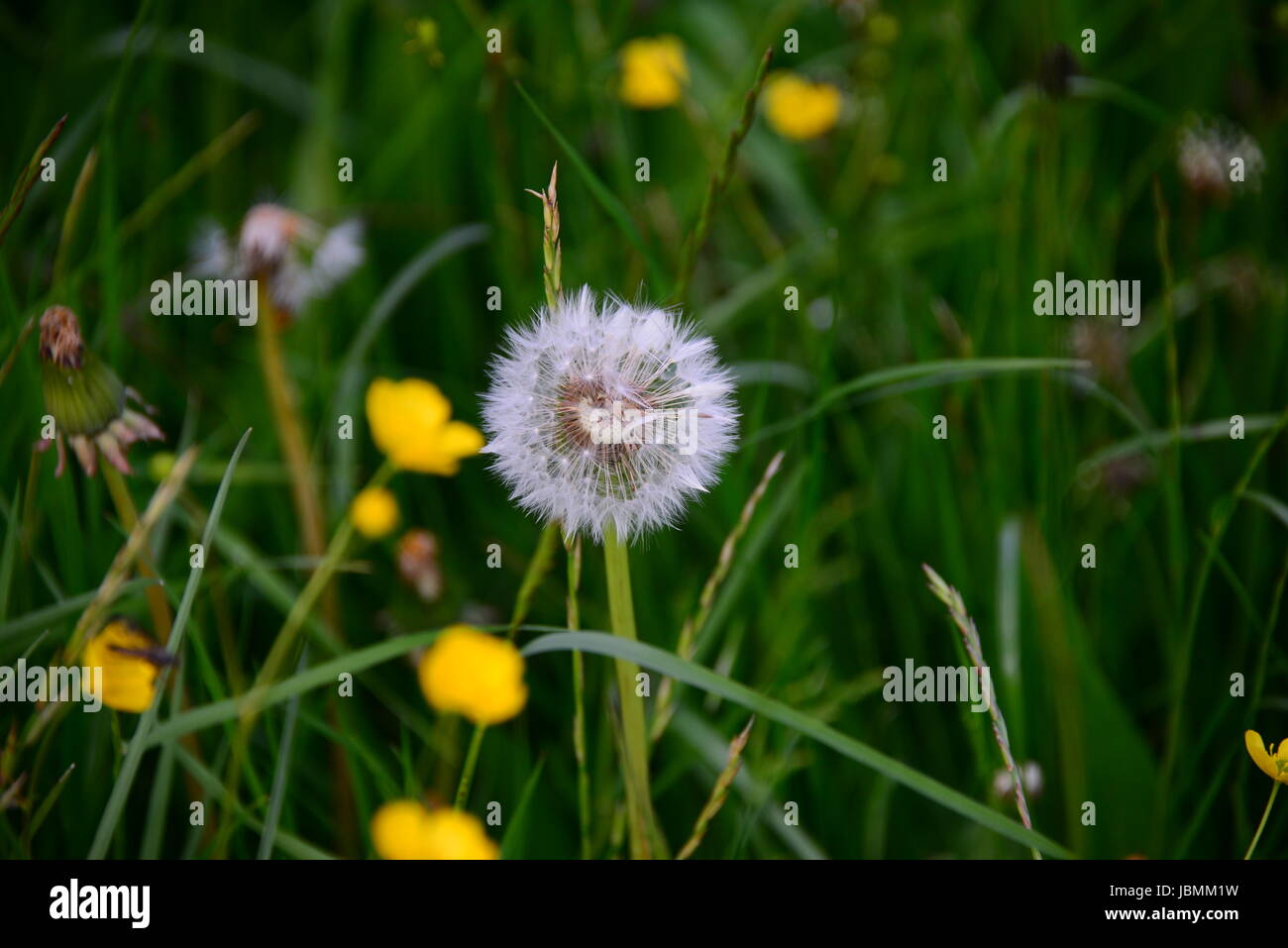 pusteblume on the meadow Stock Photo - Alamy
