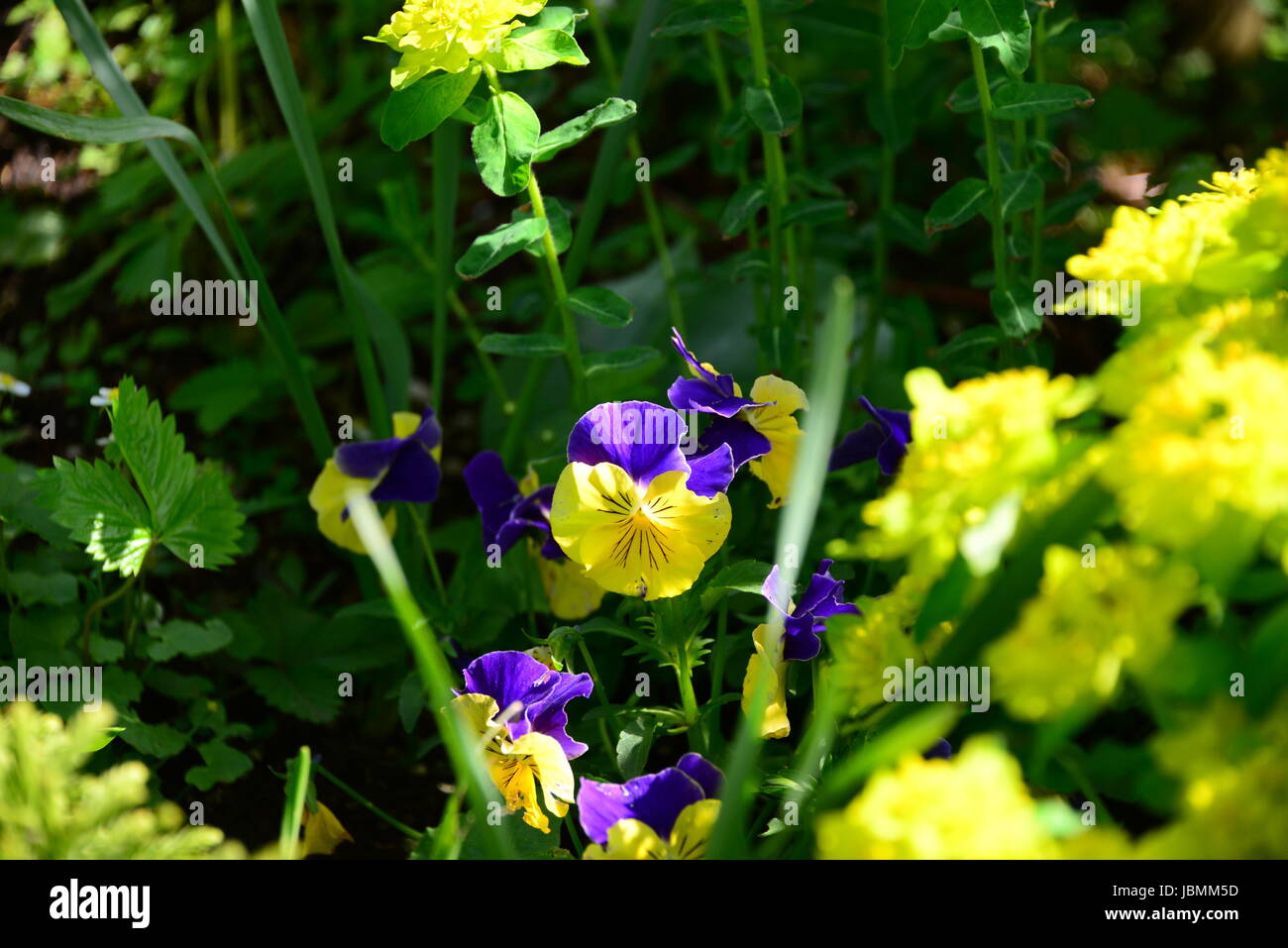 springbots - spring blossoms Stock Photo - Alamy