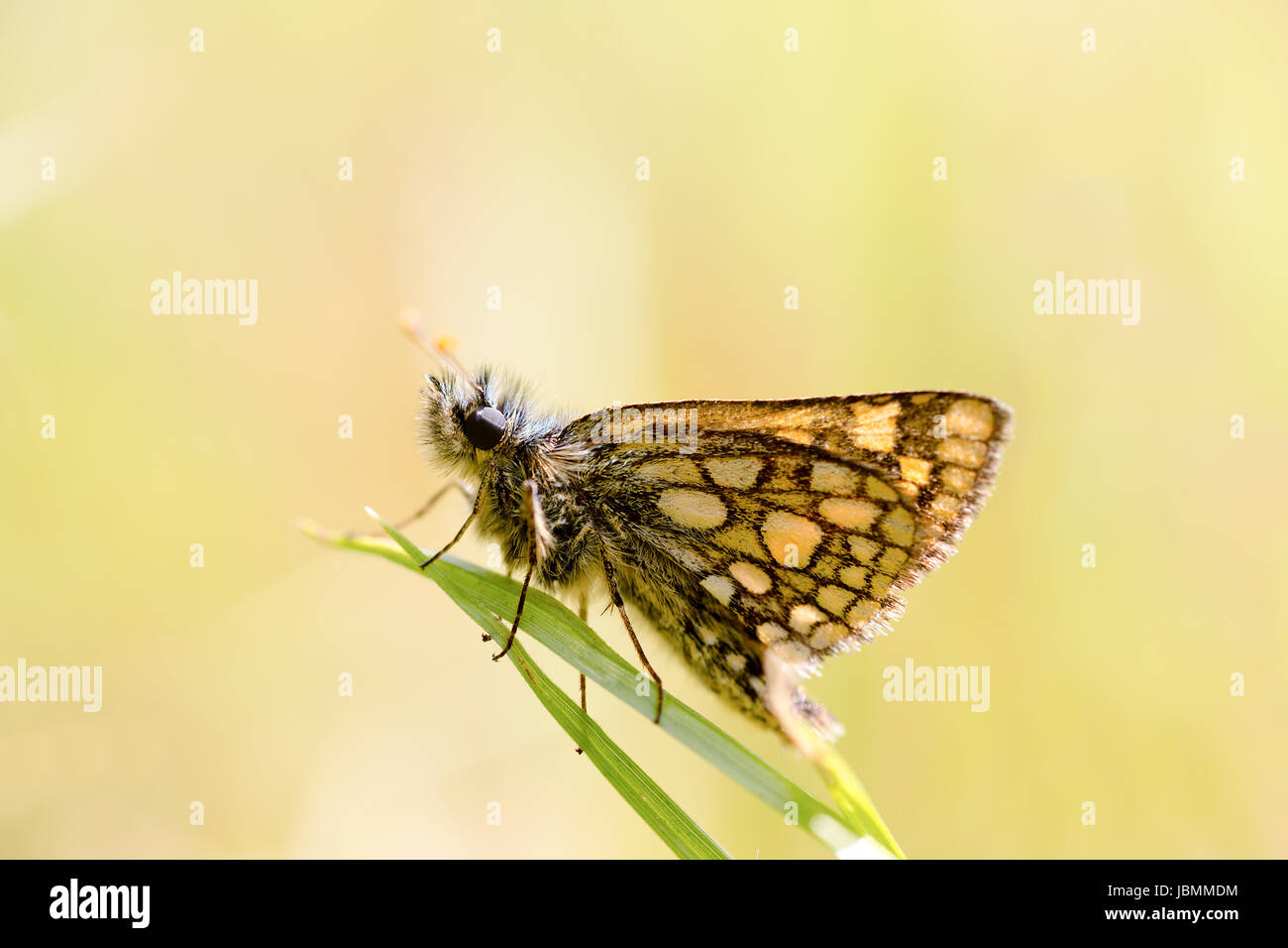 checkered skipper (carterocephalus palaemon Stock Photo - Alamy