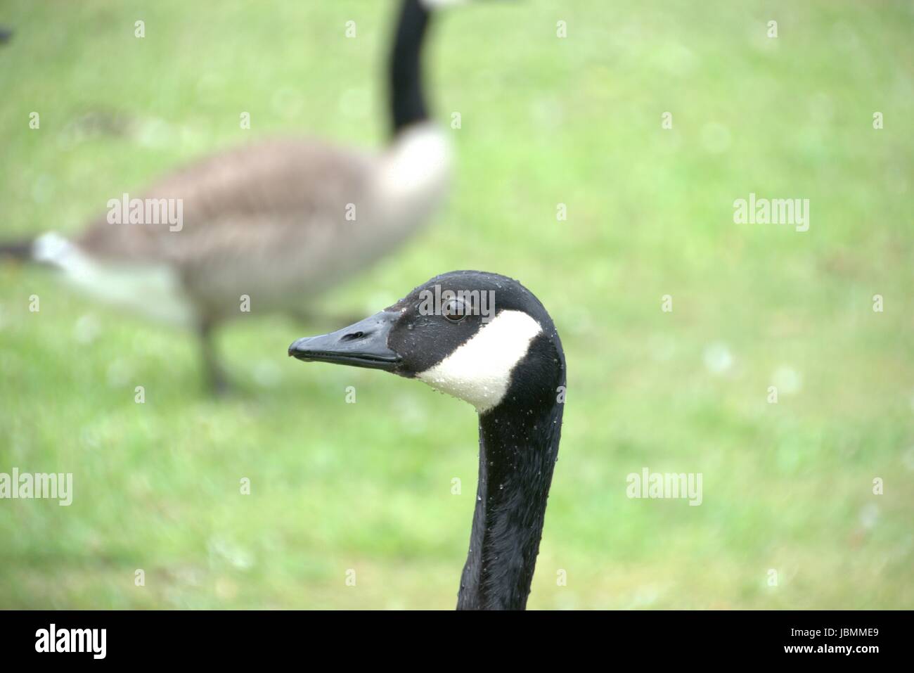 Goose poultry bird icon hi-res stock photography and images - Alamy