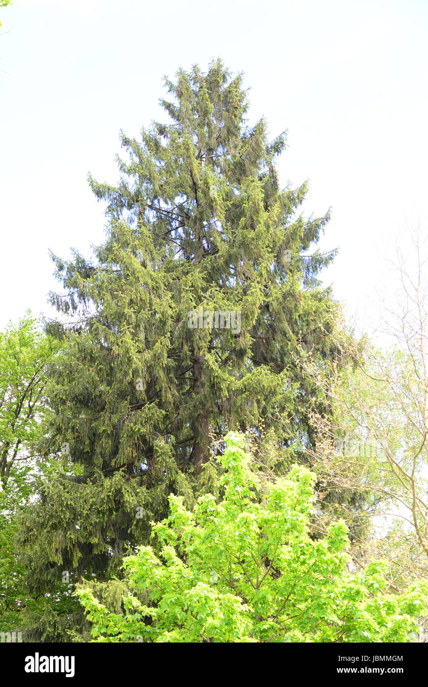 forest in spring Stock Photo - Alamy