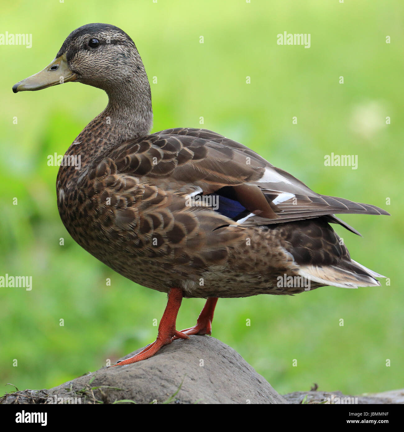 Female mallard standing on rock hi-res stock photography and images - Alamy