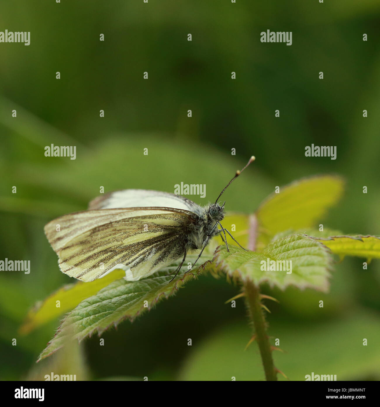 Cabbage white buttefly hi-res stock photography and images - Alamy