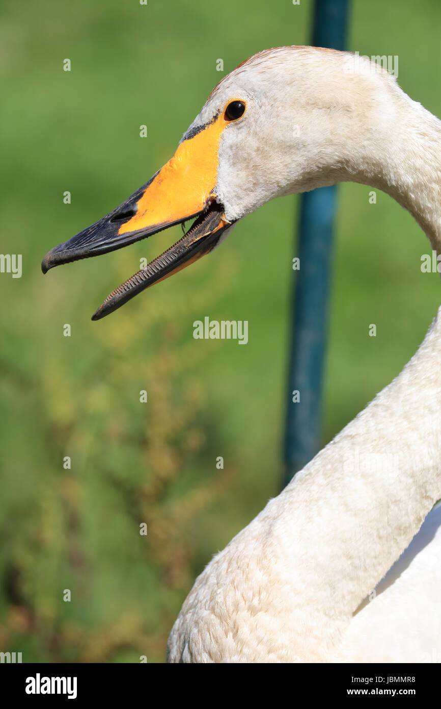 British whooper swan hi-res stock photography and images - Alamy