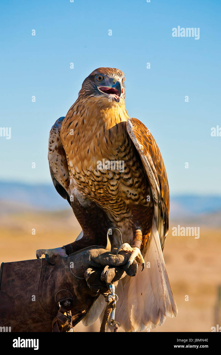 Ferruginous hawk tethered to handler's leather glove Stock Photo - Alamy