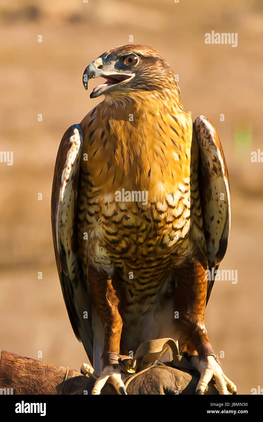 Ferruginous hawk tethered to handler's leather glove Stock Photo - Alamy