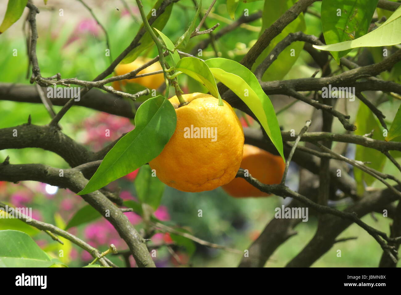 orange - citrus sinensis Stock Photo - Alamy